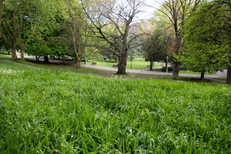 Green City Park. Spring Time Nature Park Stock Image - Image of morning ...