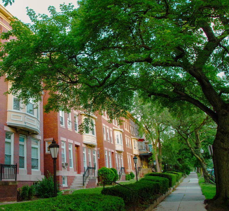 Green City Trees and Brownstone Row Houses in the Summertime Baltimore ...