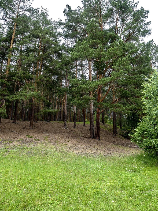 Green Clean Large Forest Clearing in Summer Stock Photo - Image of land ...