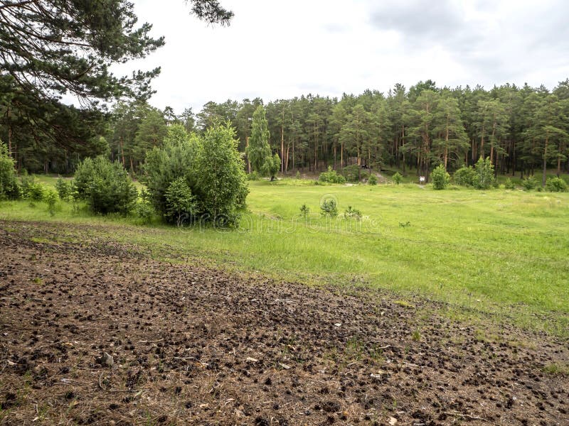 Green Clean Large Forest Clearing in Summer Stock Photo - Image of ...