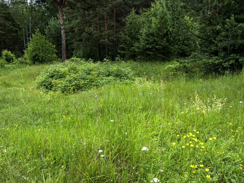 Green Clean Large Forest Clearing in Summer Stock Photo - Image of ...