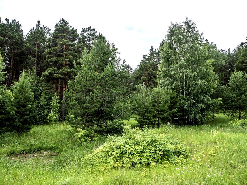 Green Clean Large Forest Clearing in Summer Stock Photo - Image of ...