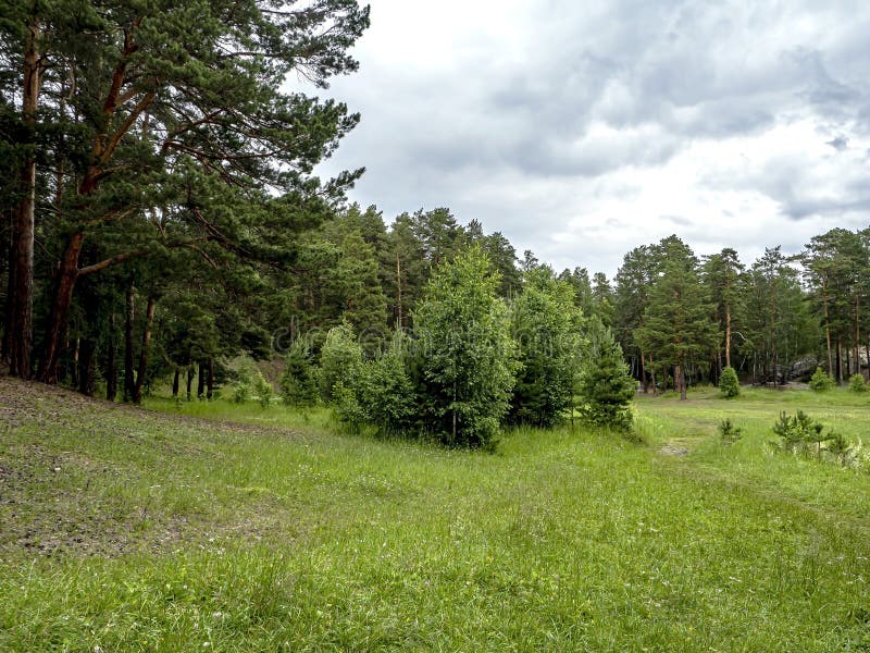 Green Clean Large Forest Clearing in Summer Stock Photo - Image of ...