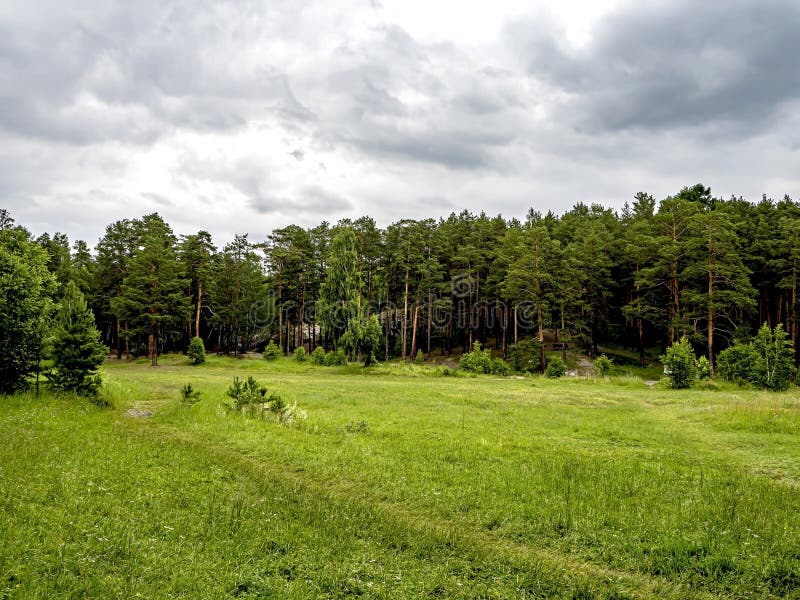 Green Clean Large Forest Clearing in Summer Stock Photo - Image of ...