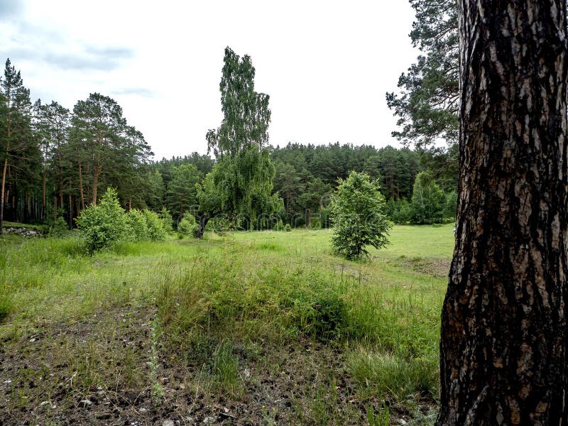 Green Clean Large Forest Clearing in Summer Stock Photo - Image of ...