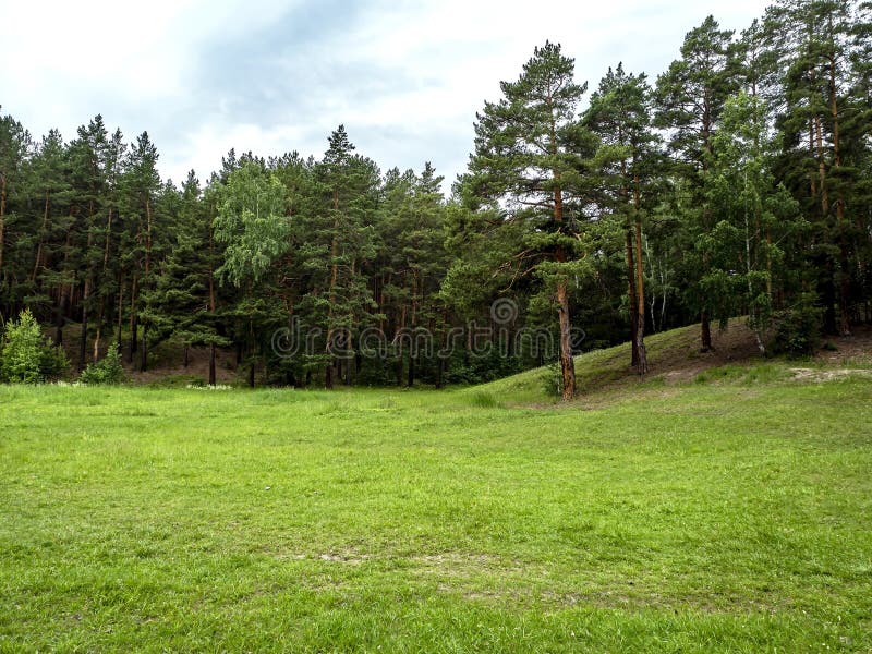 Green Clean Large Forest Clearing in Summer Stock Photo - Image of ...