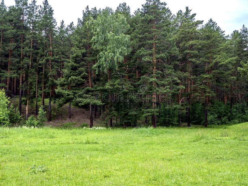 Green Clean Large Forest Clearing in Summer Stock Photo - Image of ...