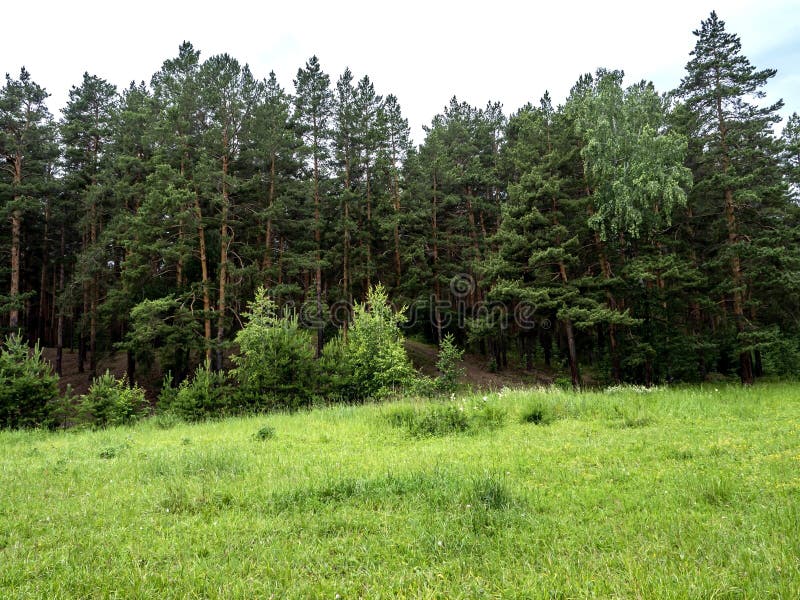 Green Clean Large Forest Clearing in Summer Stock Photo - Image of ...