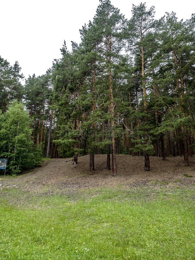 Green Clean Large Forest Clearing in Summer Stock Photo - Image of ...