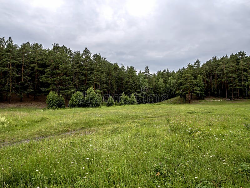 Green Clean Large Forest Clearing in Summer Stock Photo - Image of ...