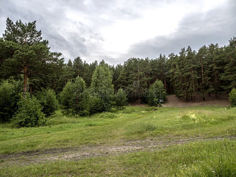 Green Clean Large Forest Clearing in Summer Stock Image - Image of tree ...