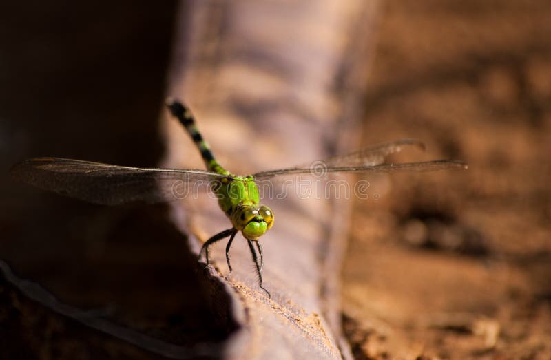 Dragonfly, Clear Wings Insect Fly with Colorful Dots on the Grass Stock ...