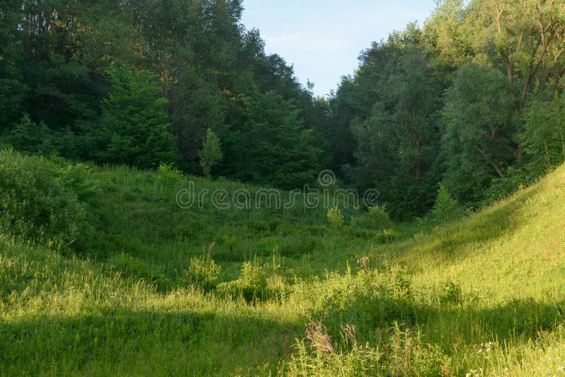 Green Forest Clearing stock photo. Image of beautiful - 36323938