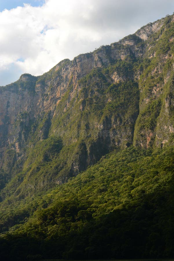 Green cliff side stock image. Image of cliffside, chiapas - 49440455