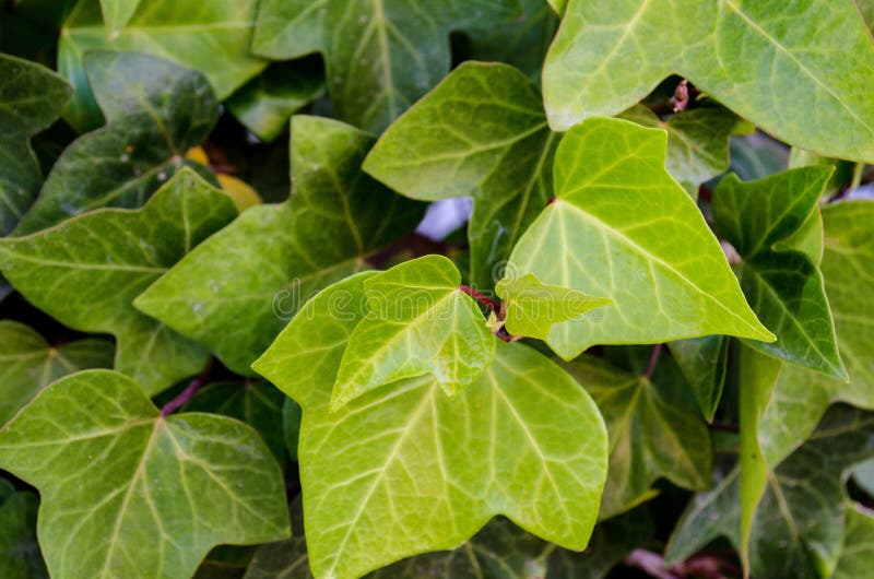 Dark green ivy stock image. Image of garden, thick, plant - 98014811