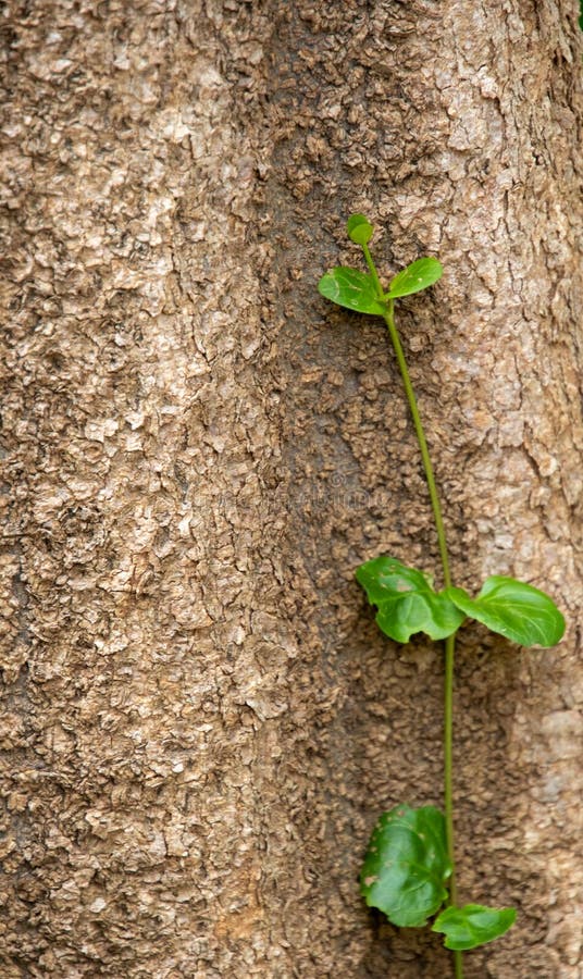 A Green Creeper Grows on the Side of a Tree Trunk Stock Photo - Image ...