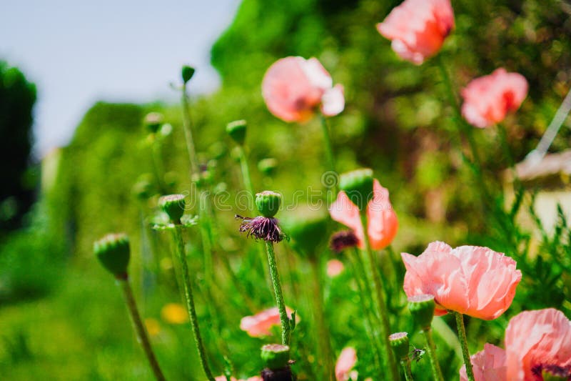 Green Closed Poppy Bud in a Garden Stock Photo - Image of flanders ...