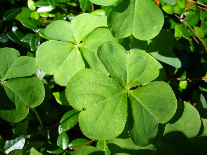 Green Clover stock image. Image of biological, color - 10866775