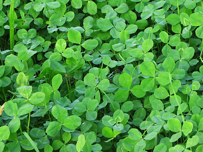 Green Clover stock photo. Image of cover, abstract, growing - 11281498