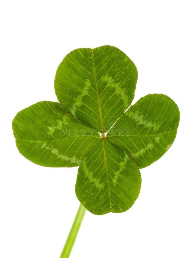 Green clover closeup stock photo. Image of ireland, flora - 25490968