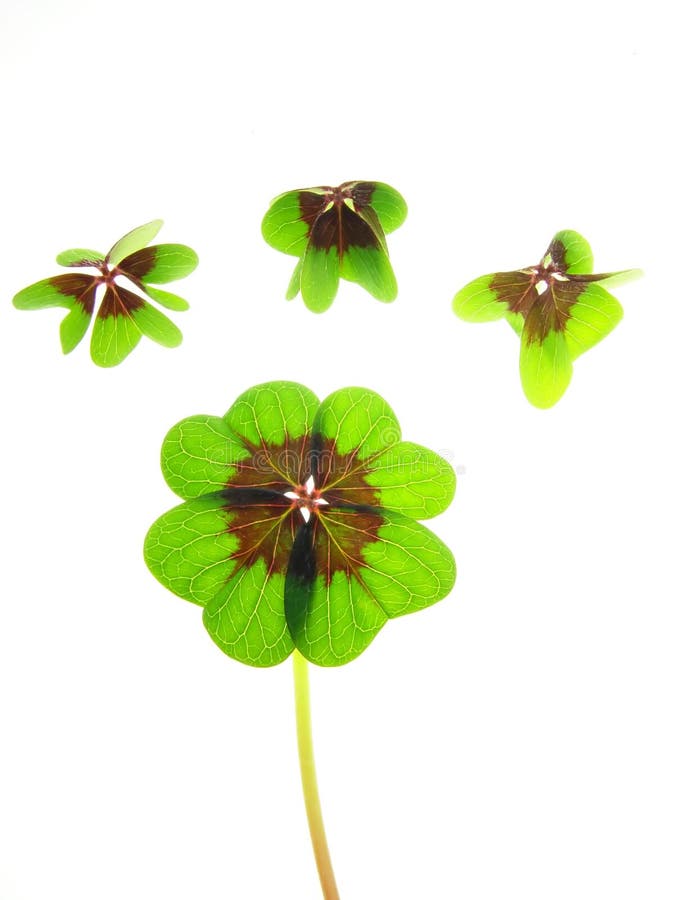 Green clover stock photo. Image of ireland, oxalis, holiday - 3321050