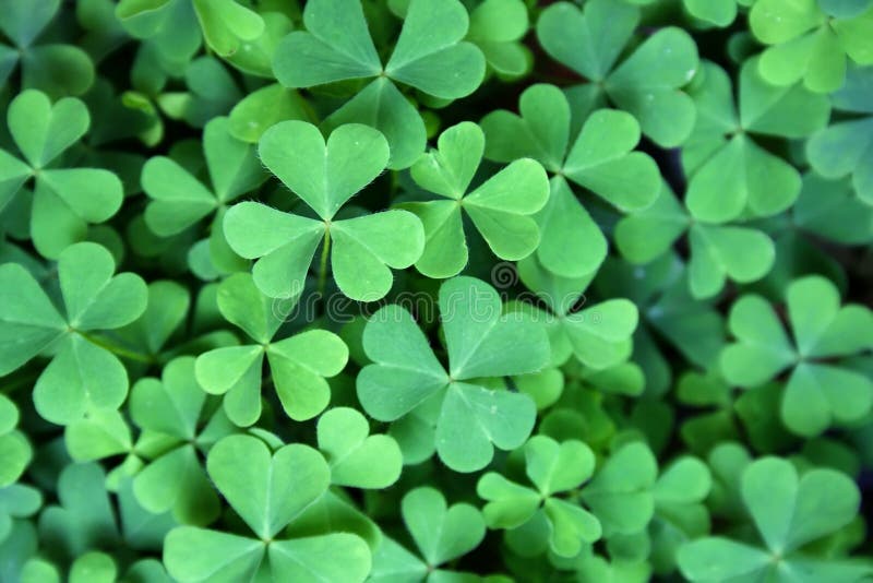 Green clover stock photo. Image of nature, plant, growth - 4847376