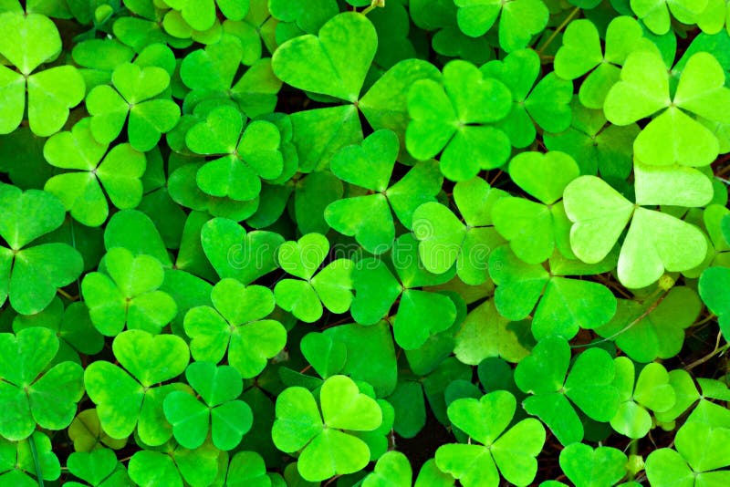 Green clover background stock photo. Image of growth - 15141110