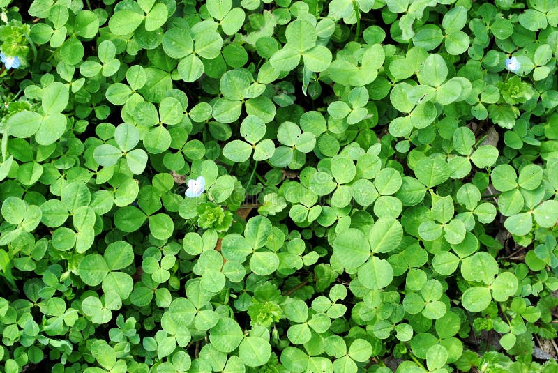 Green clover background stock image. Image of texture - 24171199