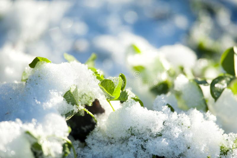 Green Clover Break through the Snow Closeup Stock Photo - Image of love ...