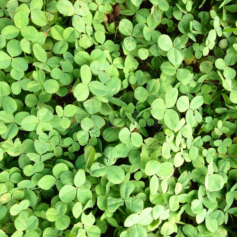 Green Clover stock image. Image of plants, yard, weed - 57237561