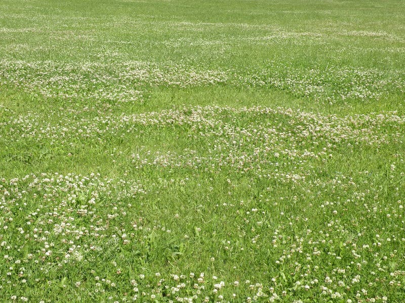 Clover Field stock photo. Image of ecology, field, green - 22371774