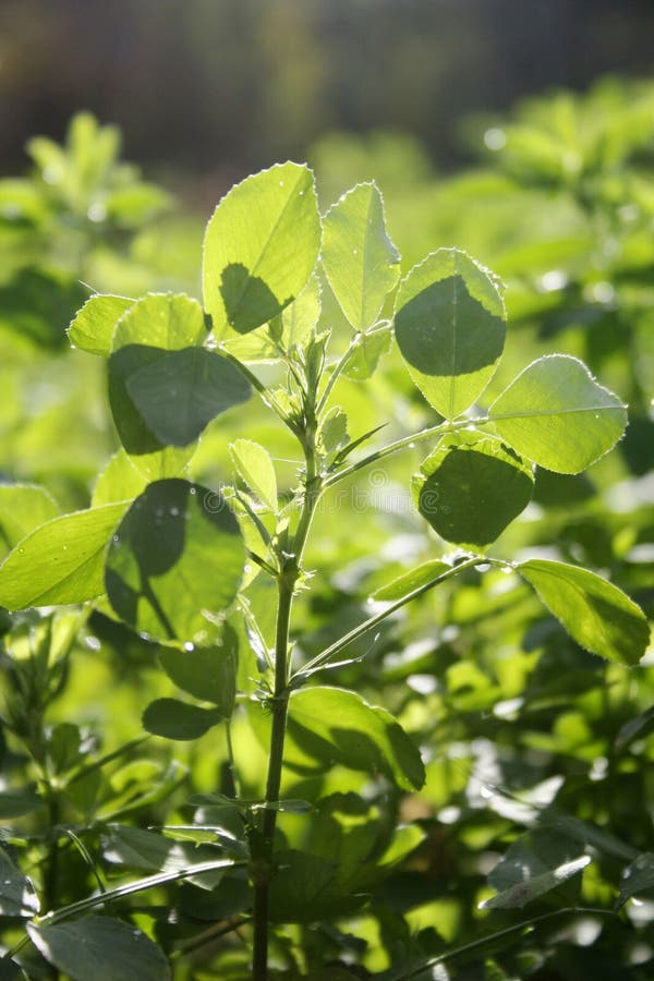 Green clover field. stock image. Image of lush, march - 190865427