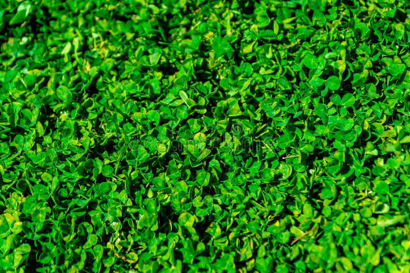 Green clover field 3 stock photo. Image of large, lawn - 144405350