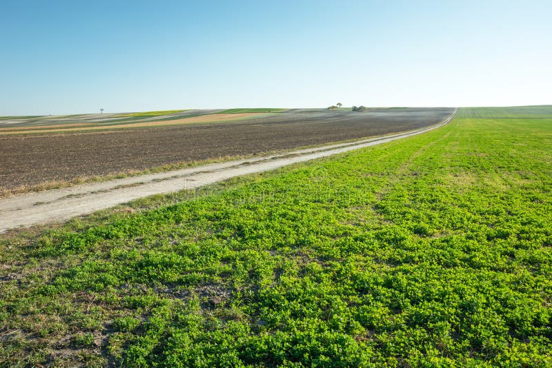 Clover on Road stock photo. Image of leaves, wild, nature - 5025814