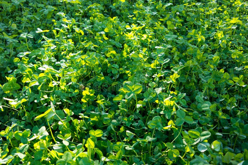 Green Clover Field in the Morning Sunlight Closeup Stock Image - Image ...