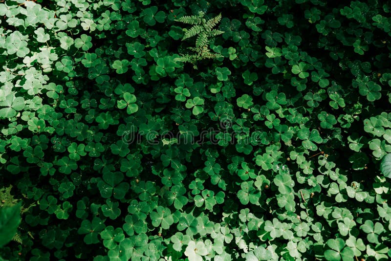 Green Clover Field. Natural Leaves in the Forest Stock Photo - Image of ...