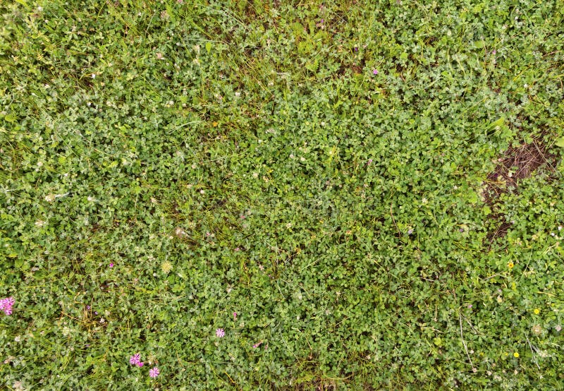 Green Clover Field, Texture/ Background. Stock Image - Image of leaf ...
