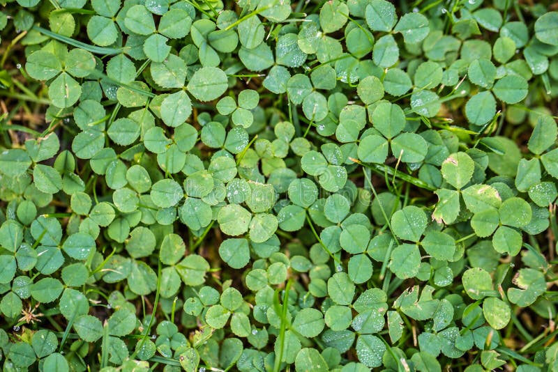 Green clover stock photo. Image of growth, herb, flora - 83332502