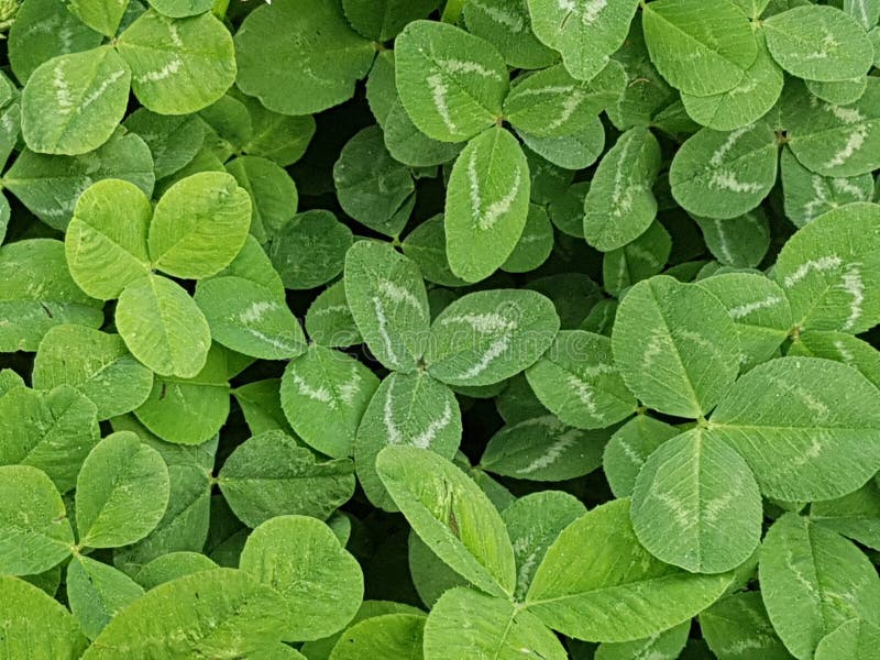 Green clover grass texture stock image. Image of floor - 192060137