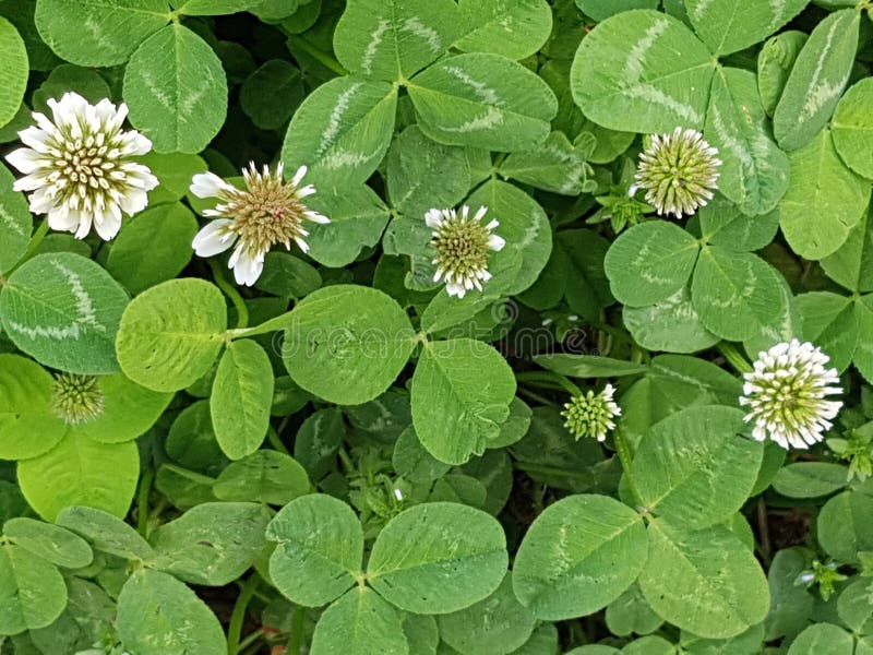 Green clover grass texture stock image. Image of floor - 192060137