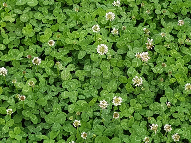 Clover Grass Field Lucky Wallpaper Stock Image - Image of spring ...