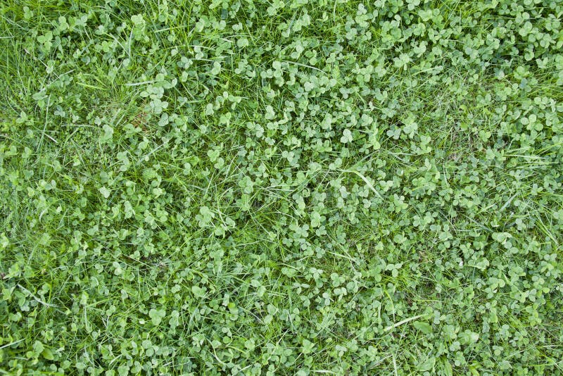 Green Clover Grass Texture View from Above. Stock Photo - Image of ...