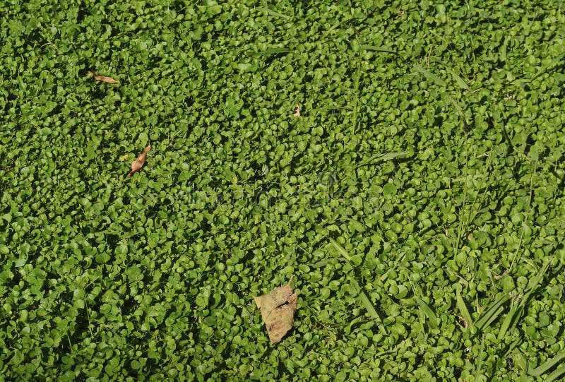 Green clover stock photo. Image of texture, leaf, ground - 49064498