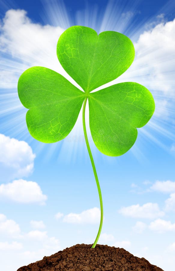 Green clover leaf stock photo. Image of plant, hope, lucky - 39454188