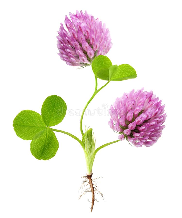 6,392 Pink Clover Green Grass Background Stock Photos - Free & Royalty ...