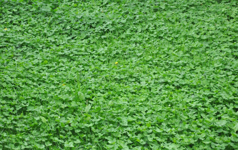 Green Clover Leaves Background Stock Photo - Image of holiday, forest ...