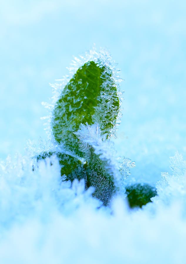 Green Clover Leaves Covered with Ice Stock Image - Image of field ...