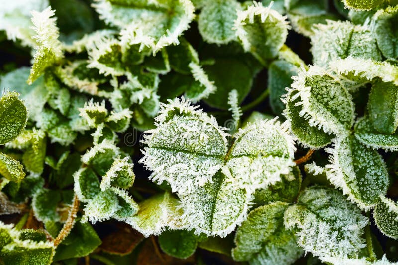 Green Clover Leaves Covered with Ice Stock Image - Image of plant ...