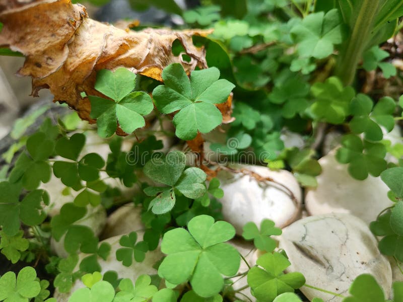 Green Clover Leaves in the Garden with White Rock Stock Image - Image ...