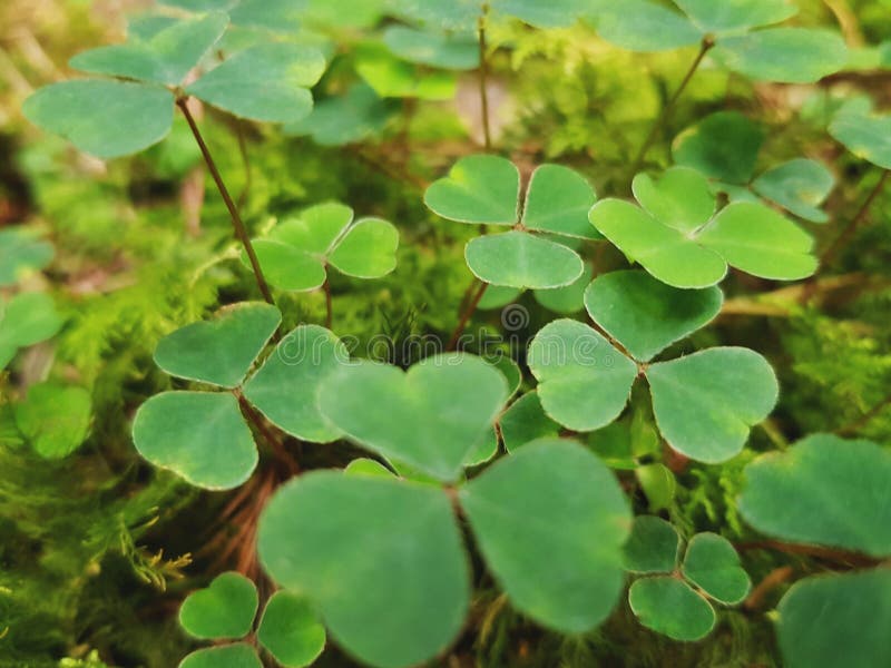 Green clover leaves stock image. Image of clover, background - 152533439